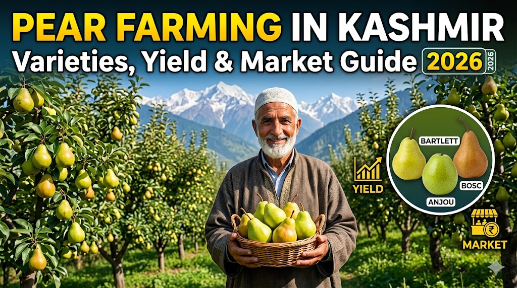 Lotus Farming in Dal Lake — How Kashmir's Iconic Flower Supports Farmer ...